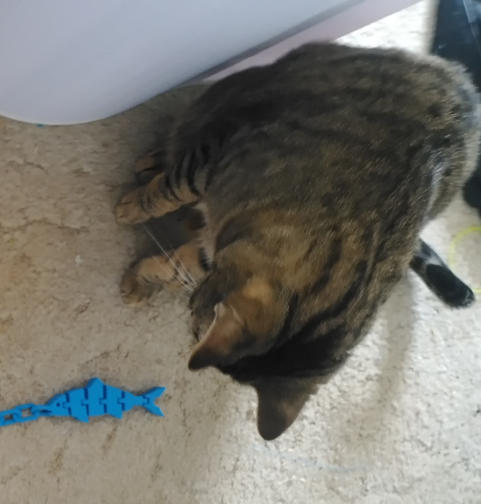 Fish Chain Cat Toy print in place - Challenging Print by Nerys ...