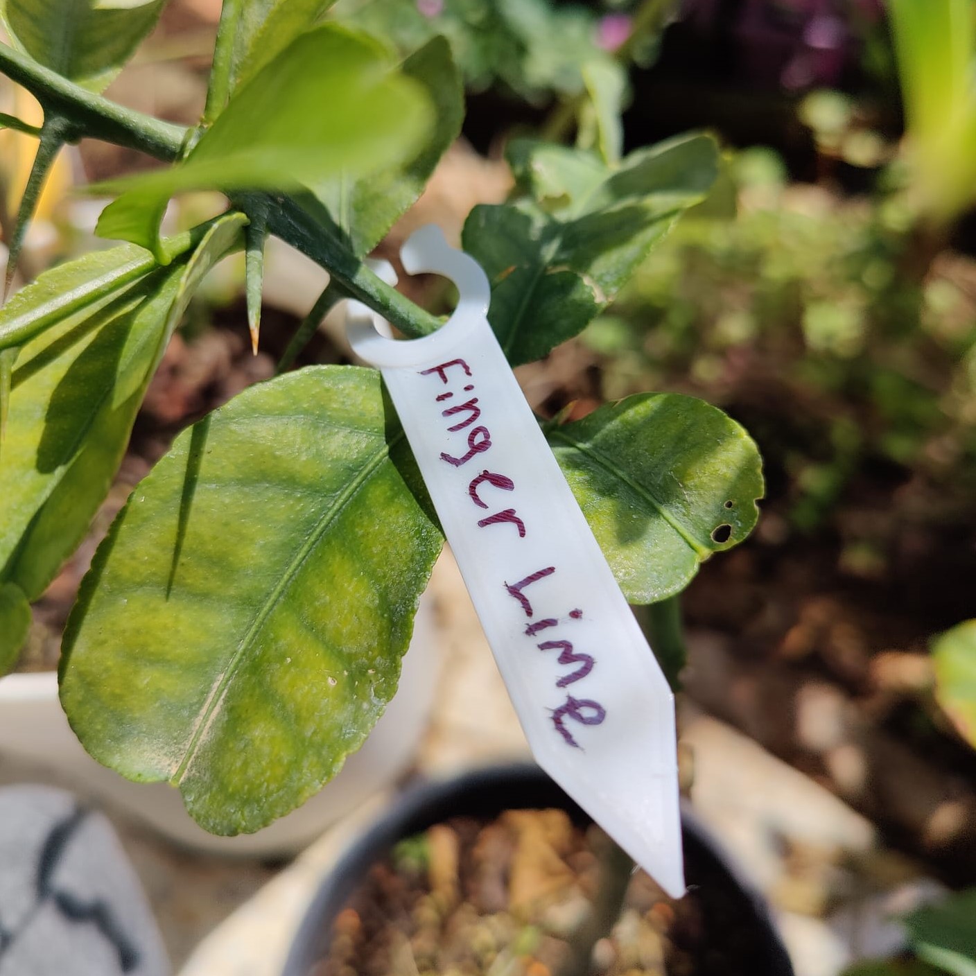 plant label by G4ZO | Download free STL model | Printables.com
