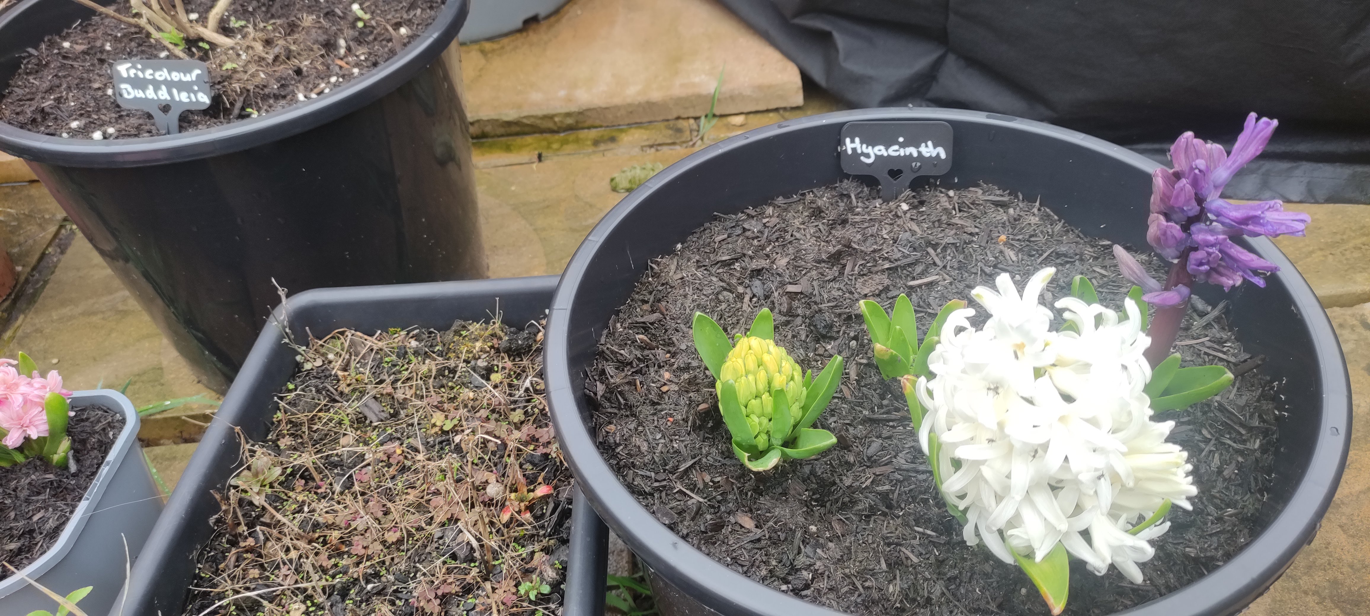 Plant Labels - Fast & Easy Print by keebs | Download free STL model ...