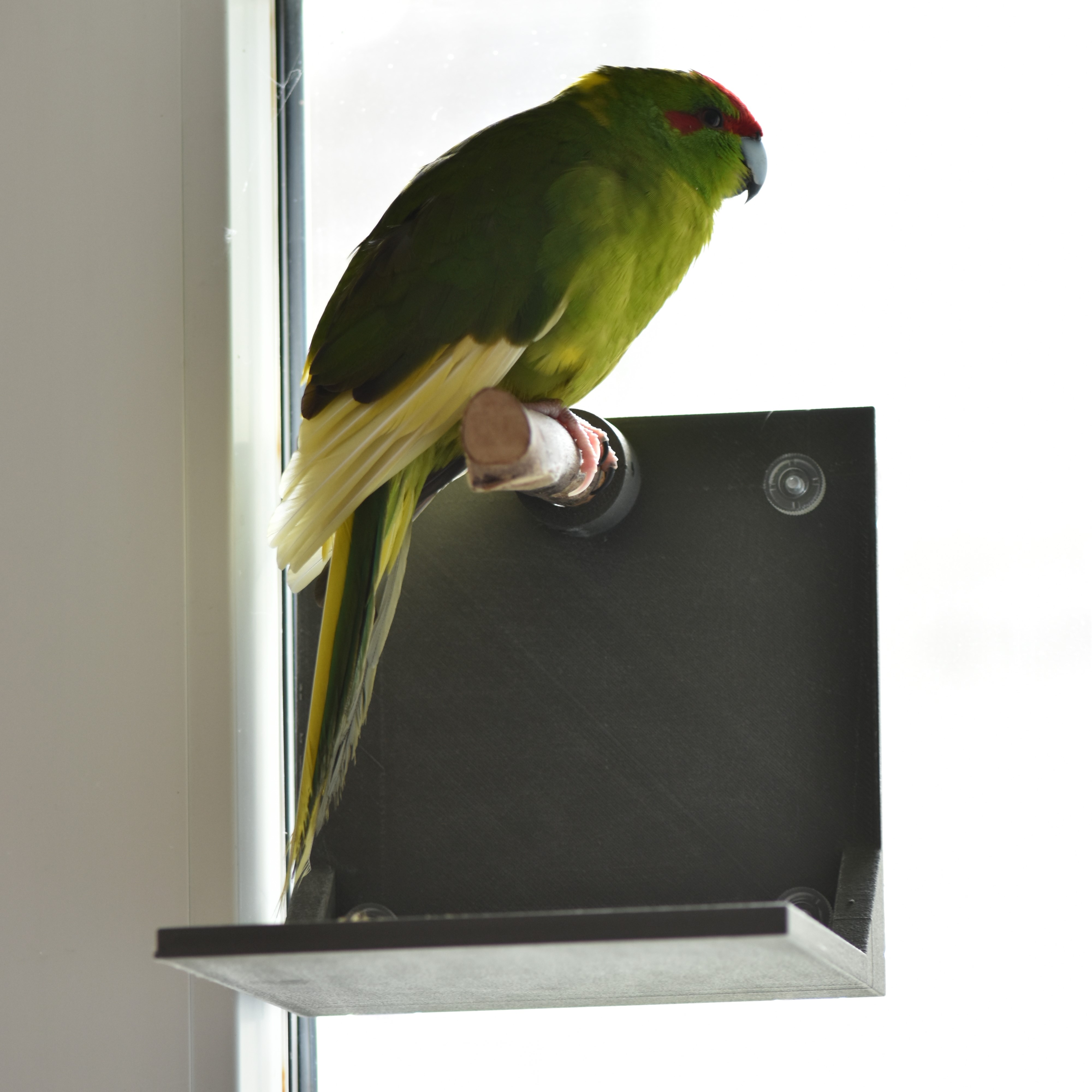 Parrot Window Perch by MarkusA380 | Download free STL model ...