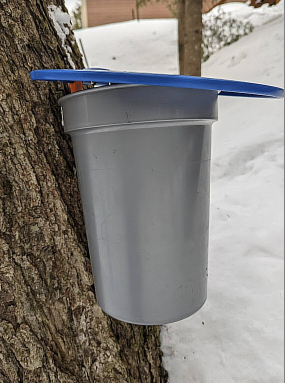 Maple sap spout for minimal tree damage by C Duch | Download free STL ...
