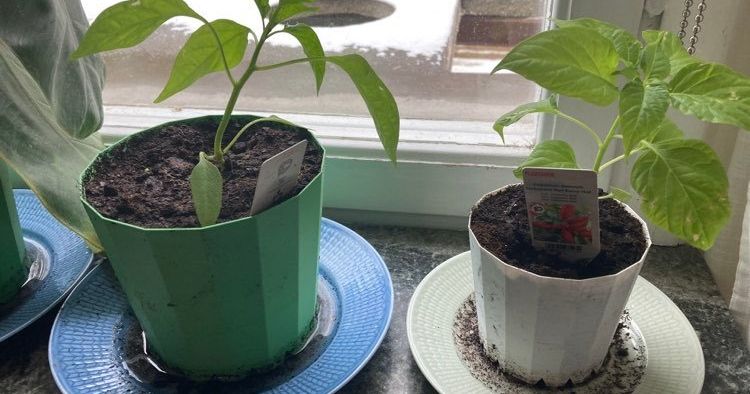 Planting pots by Jouni Lindqvist | Download free STL model | Printables.com