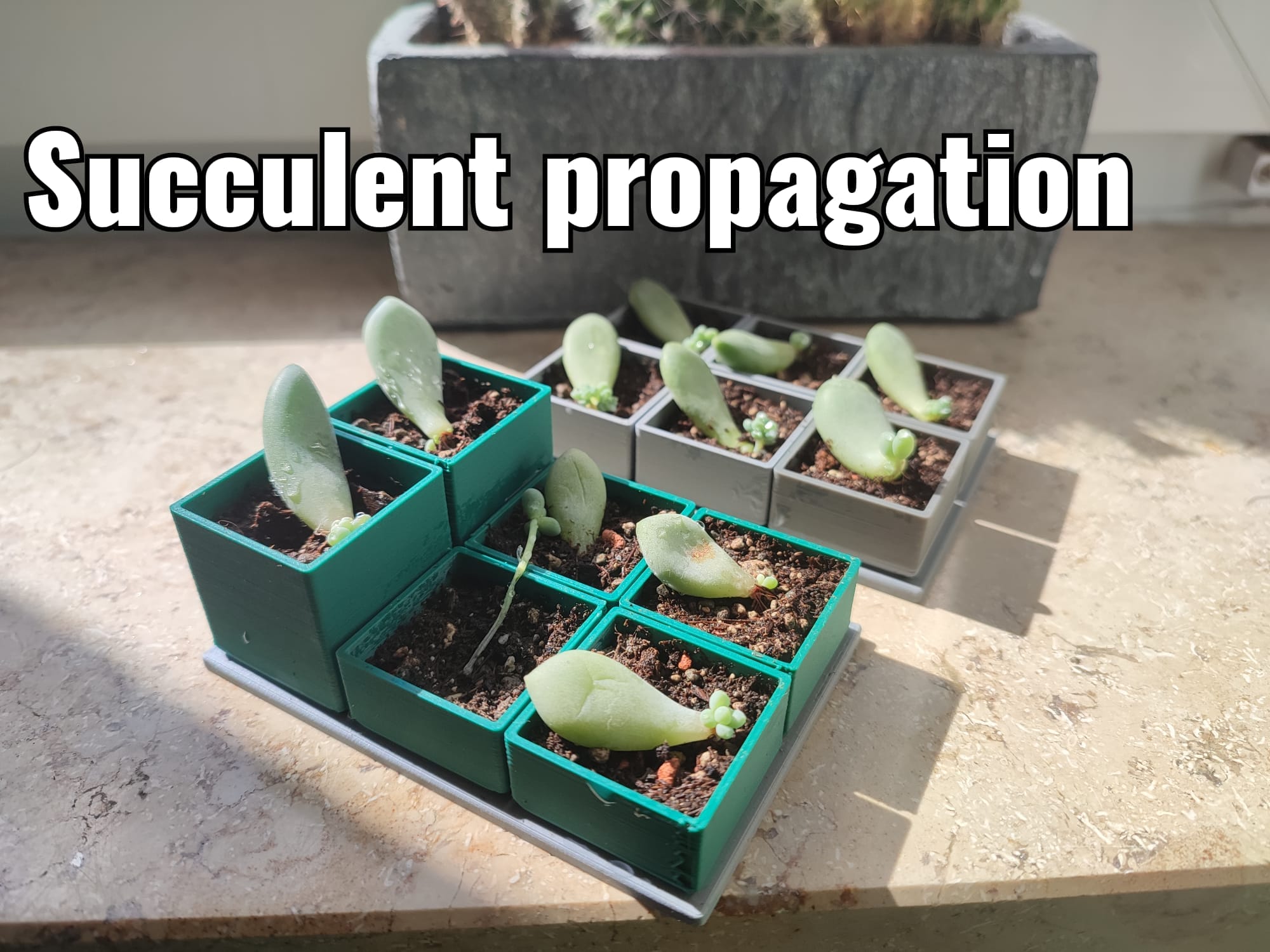 Succulent propagation - modular pot system by Fr3D | Download free STL ...