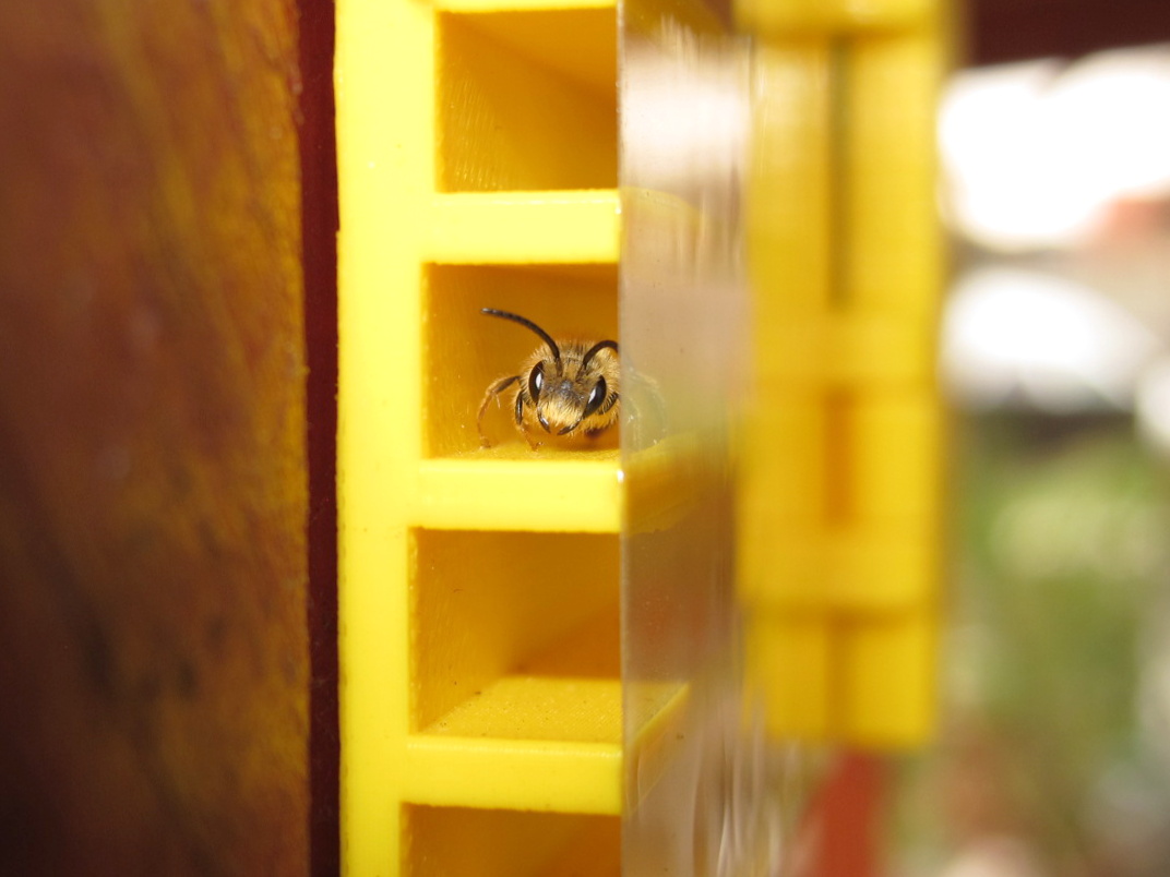 Bee house with transparent wall for observation by Matej Pašák ...