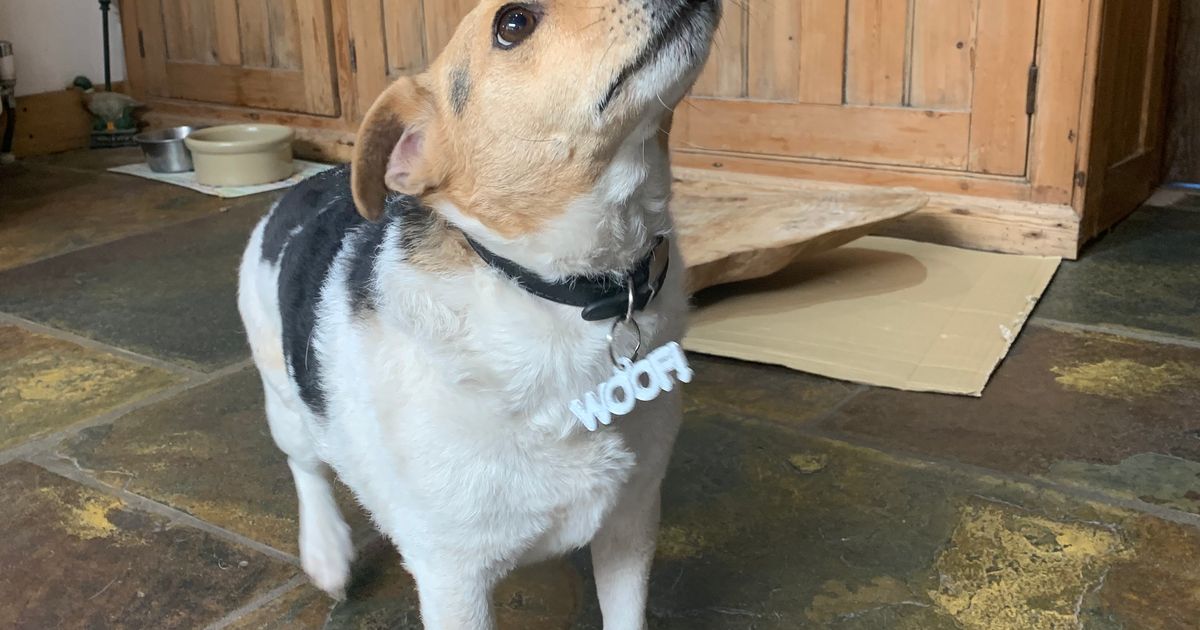 WOOF! dog tag by 4kicks | Download free STL model | Printables.com