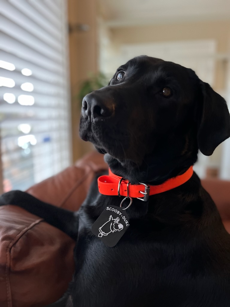 Scooby-Duke dog tag by Batman | Download free STL model | Printables.com