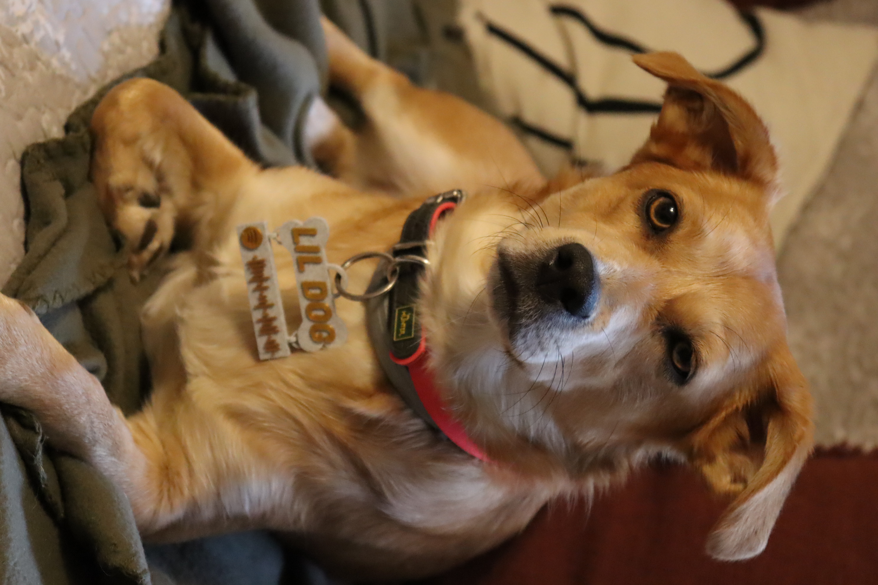 Spotify Dog Tag by Benymo | Download free STL model | Printables.com