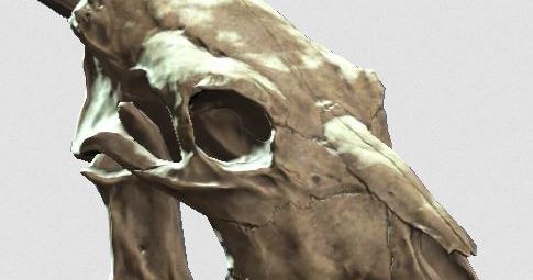 Fallout 4 - Brahmin Skull by Tynernis | Download free STL model ...