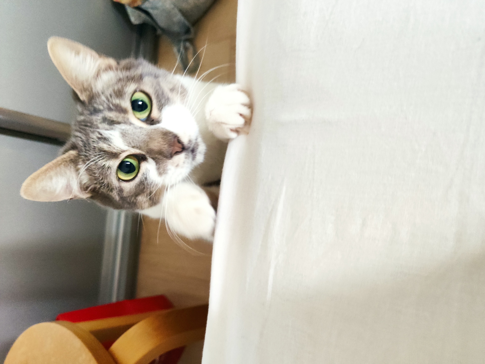 Box with a cat by Mige | Download free STL model | Printables.com