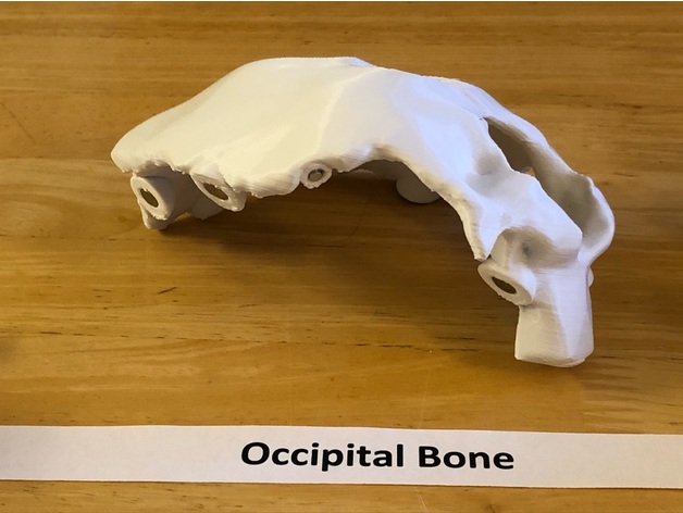 Full Size Anatomically-Correct 18-Piece Magnetic Human Skull Model by ...