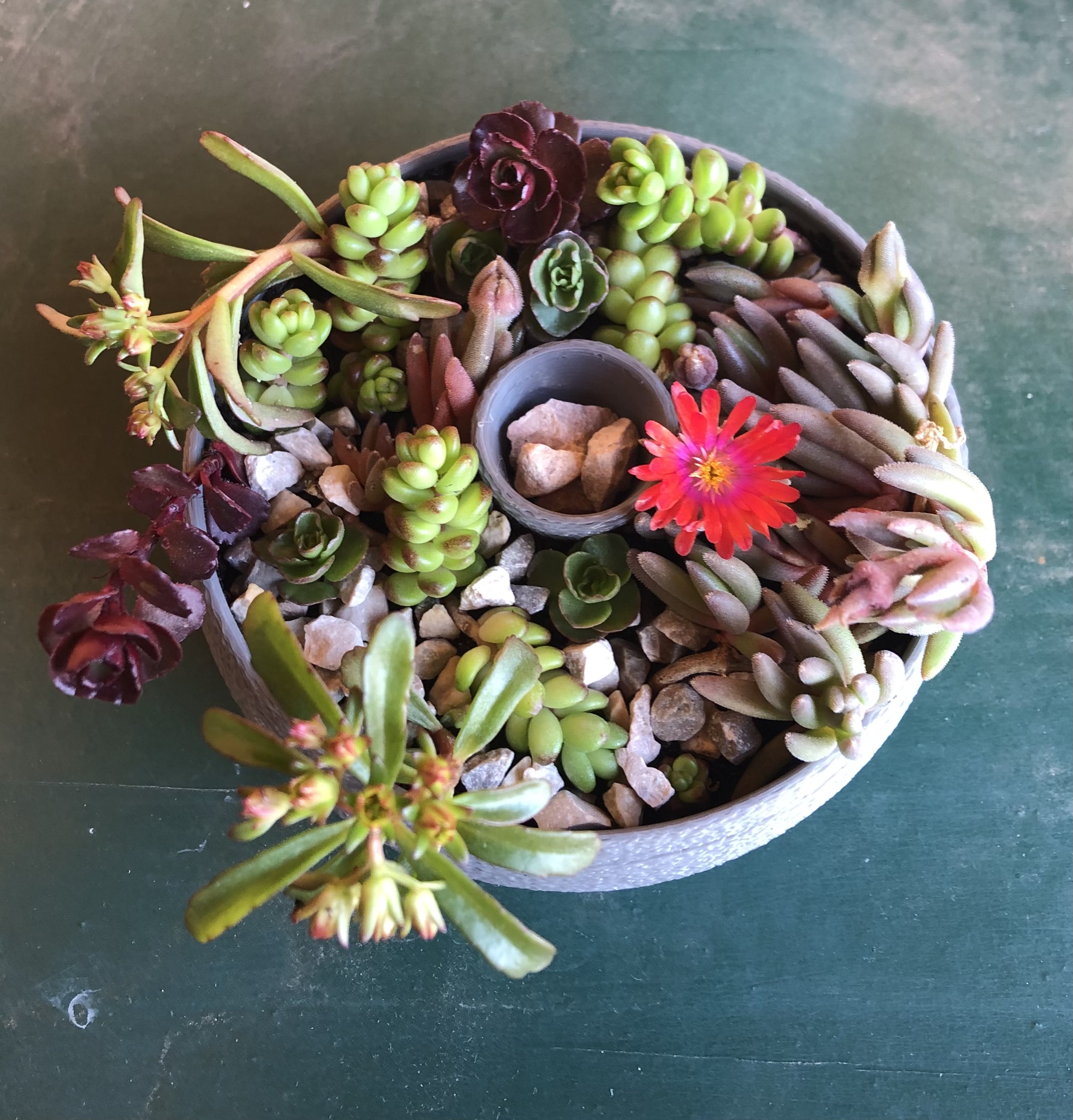 Succulent Plants Donut Pot - Self Watering by Madiba | Download free ...