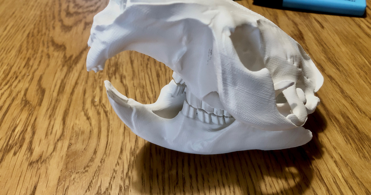 Skull of a Eurasian beaver (Castor fiber)/Lebka Bobra evropského by ...