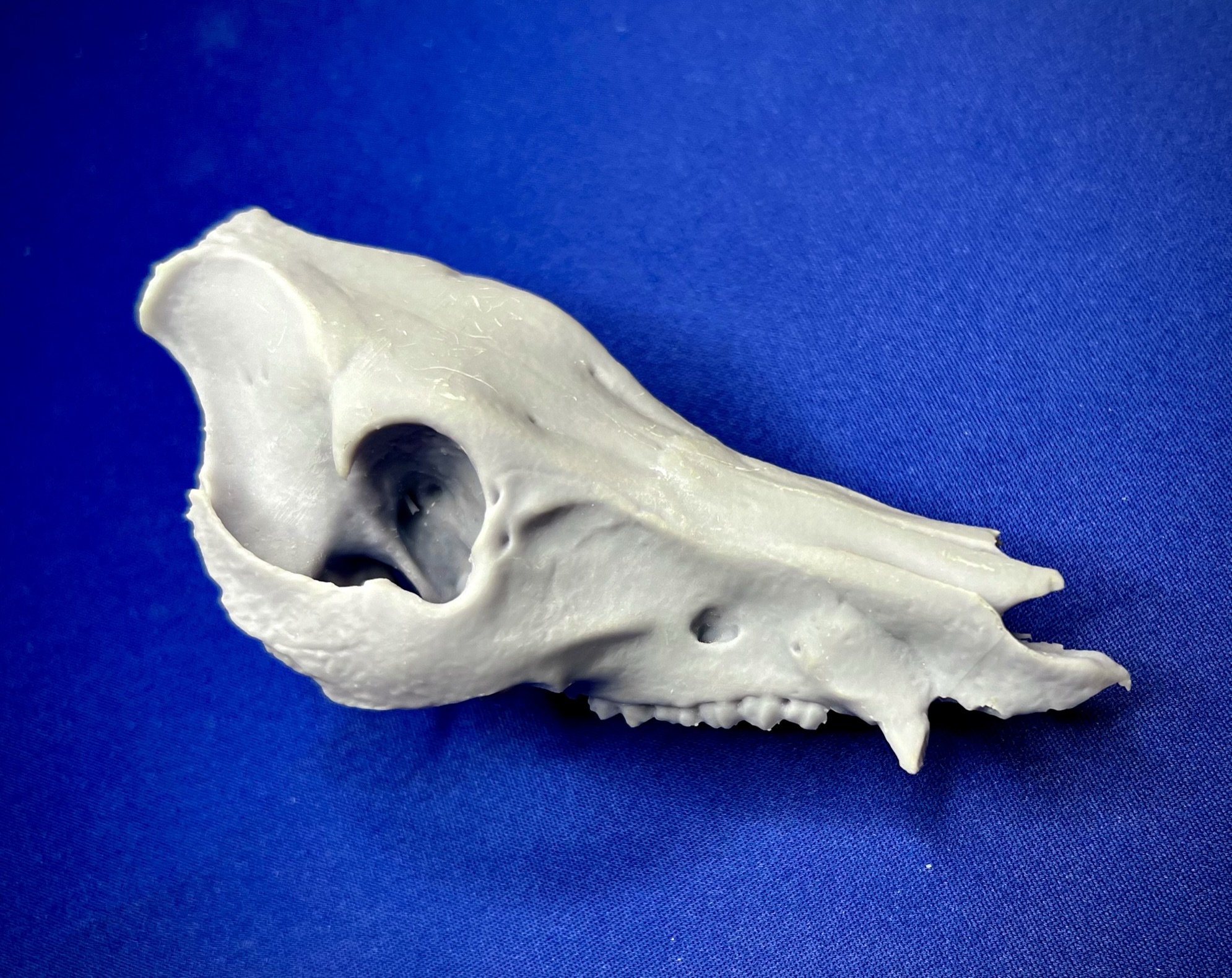 Real Boar's Skull by PieSupplies | Download free STL model | Printables.com