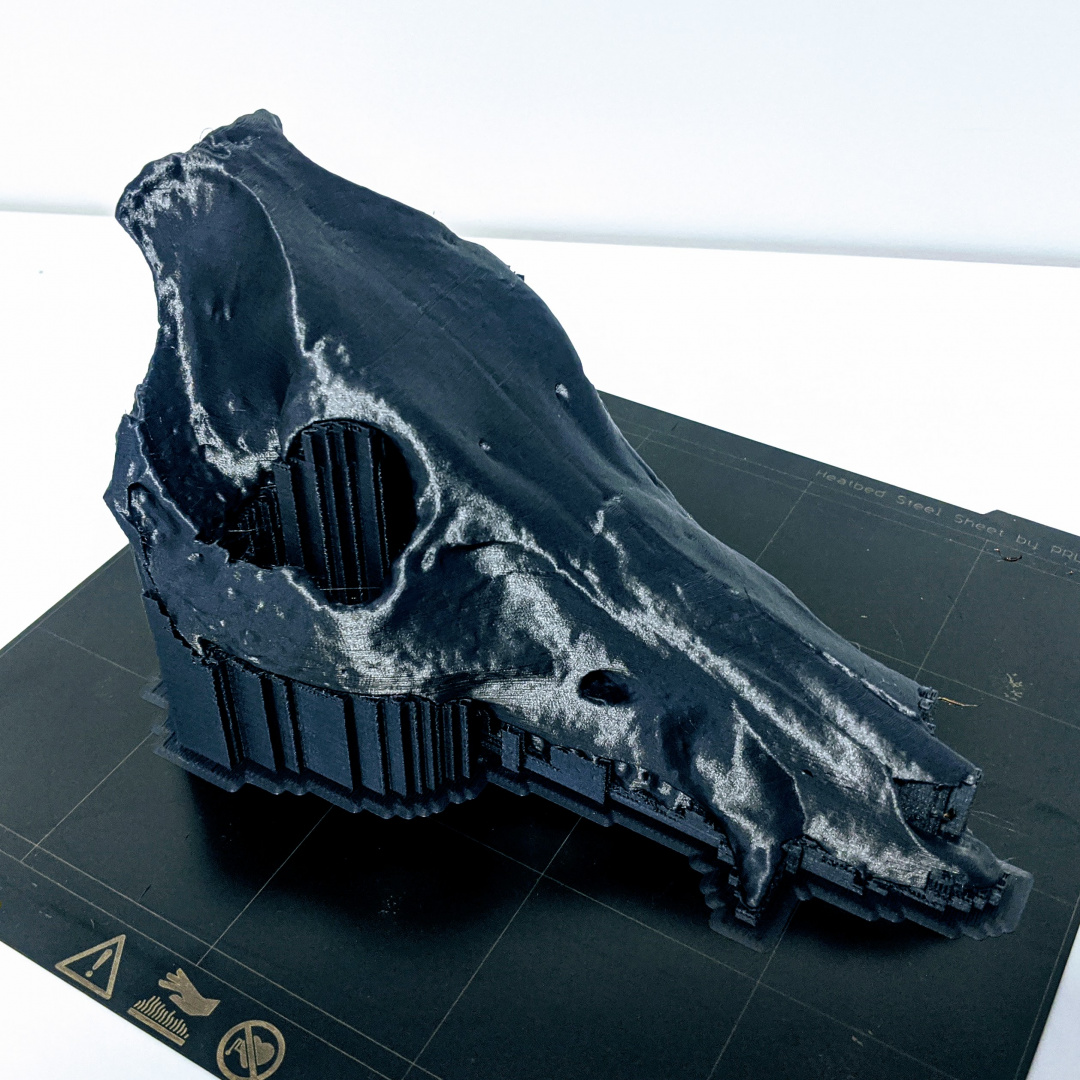 Real Boar's Skull by PieSupplies | Download free STL model | Printables.com
