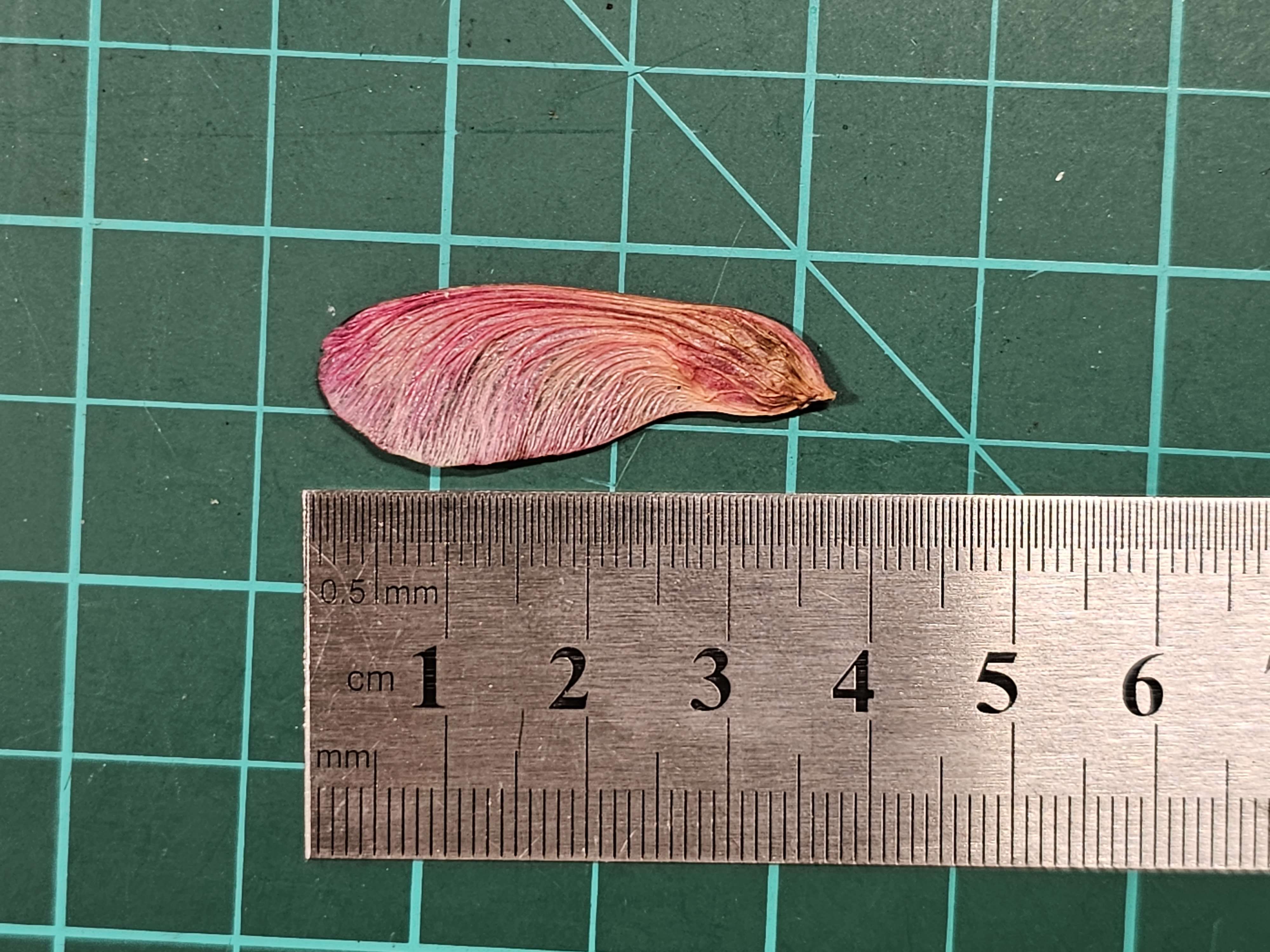 Maple Seed Helicopter Spinner - 1 Gram by Izzy0wlPrints | Download free ...