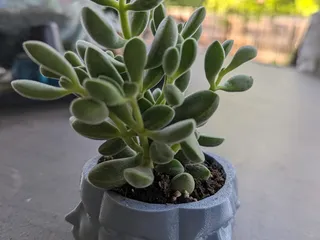 Face Planter by D3D Pro | Download free STL model | Printables.com