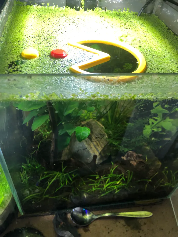 Pacman fish portal by Jobis | Download free STL model | Printables.com