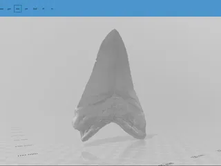 Megalodon tooth by olli | Download free STL model | Printables.com