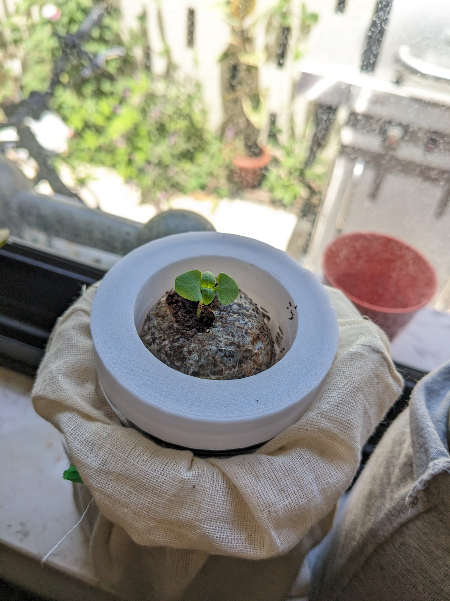 Coco Peat Net Cup by falangy | Download free STL model | Printables.com