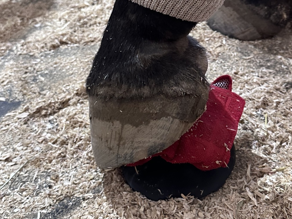 FuzNuz On-ground Hoofstand by FuzNuz Horse Equipment | Download free ...