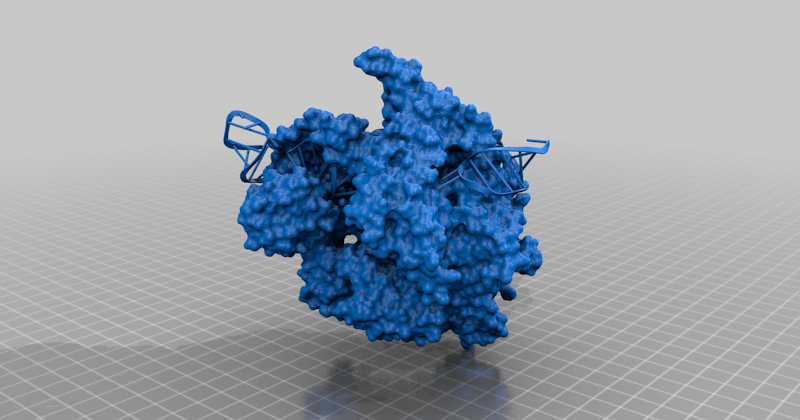 Cas9 target DNA guide RNA complex by Thomas R | Download free STL model ...