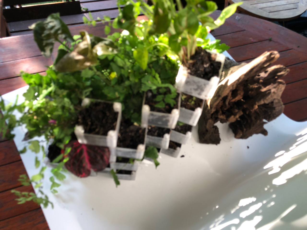 Aquarium, Terrarium, Green wall, Microgreen and Aquaponic substrate ...