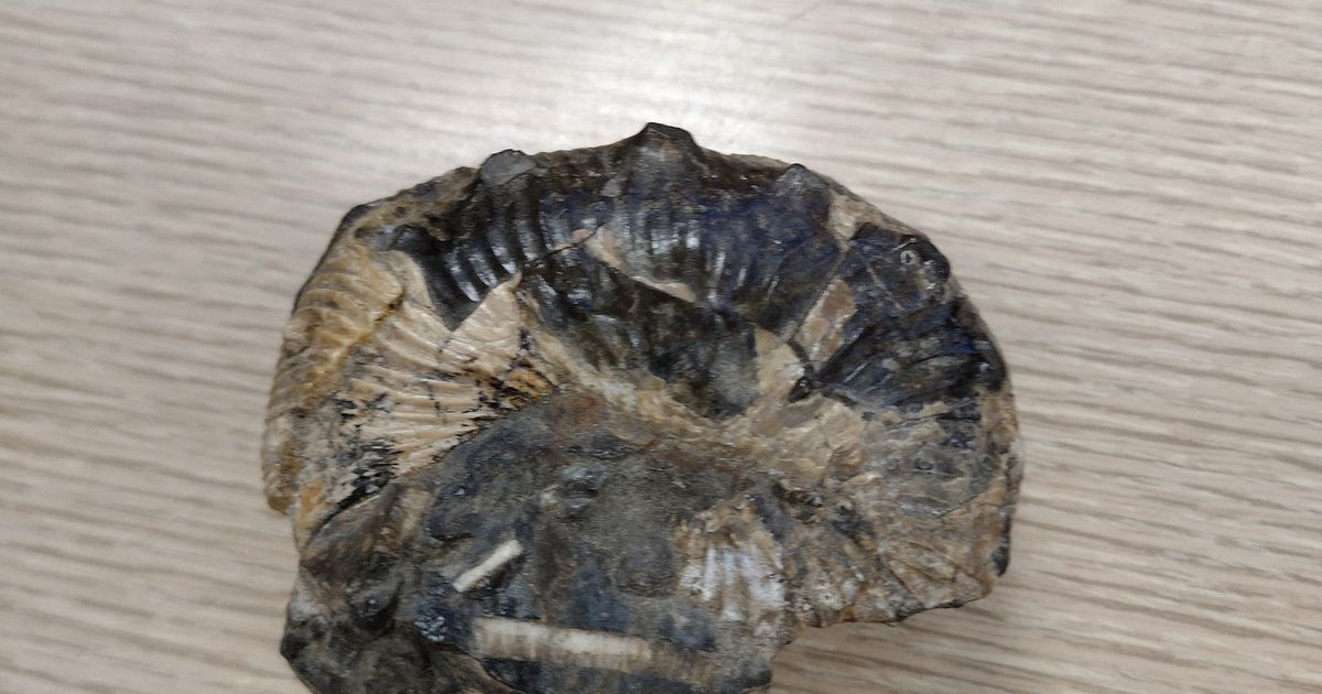 Ammonite Fossil by A. Green | Download free STL model | Printables.com