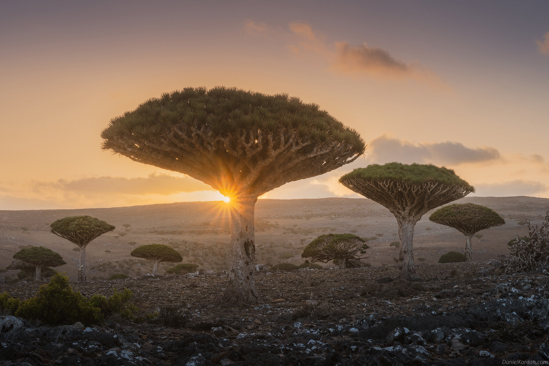 Socotra Dragon Blood Tree with Organic Supports by thomas_alfo ...