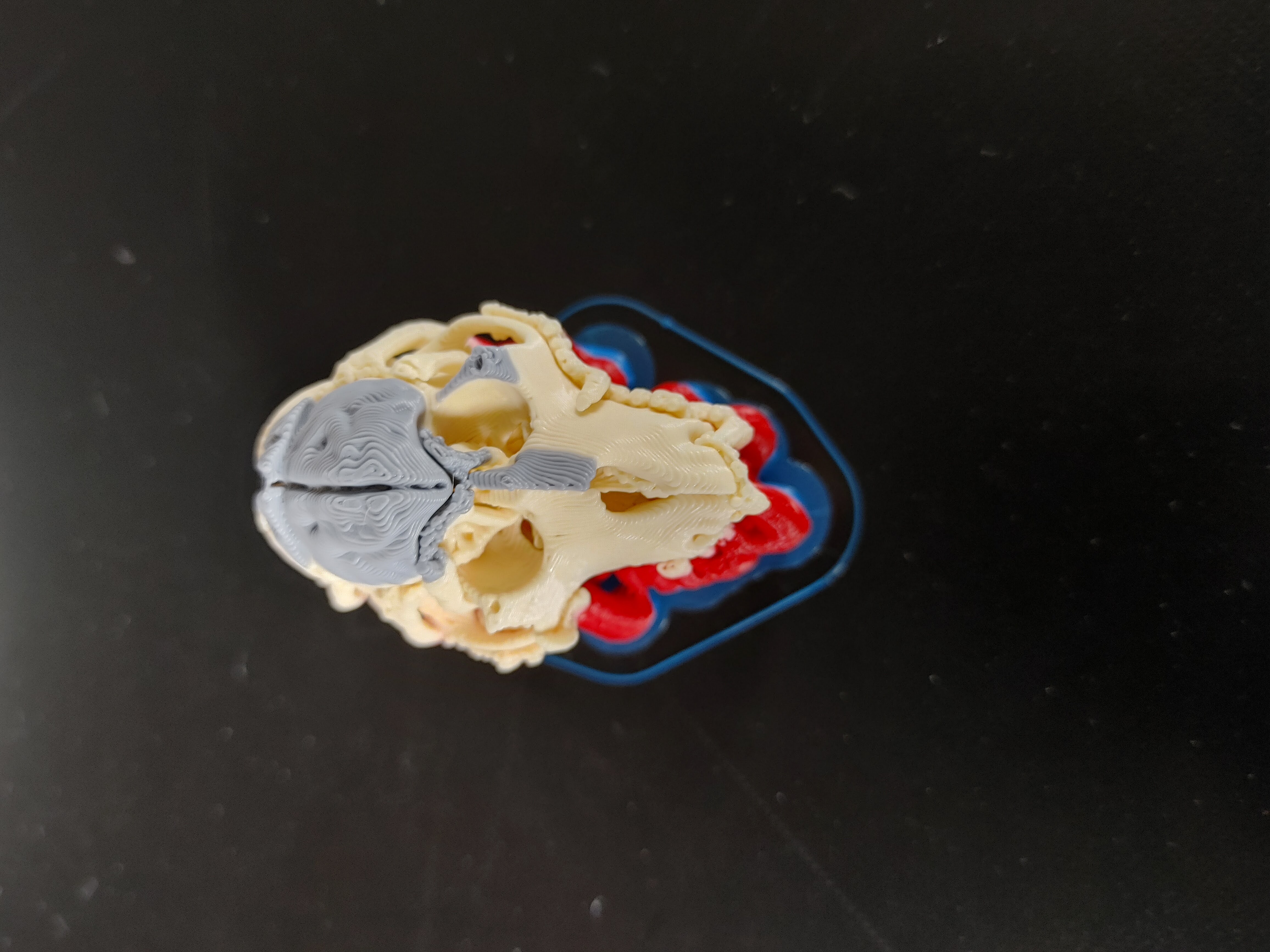 Cordyceps Infused Chilled Monkey Brains by sv0o | Download free STL ...