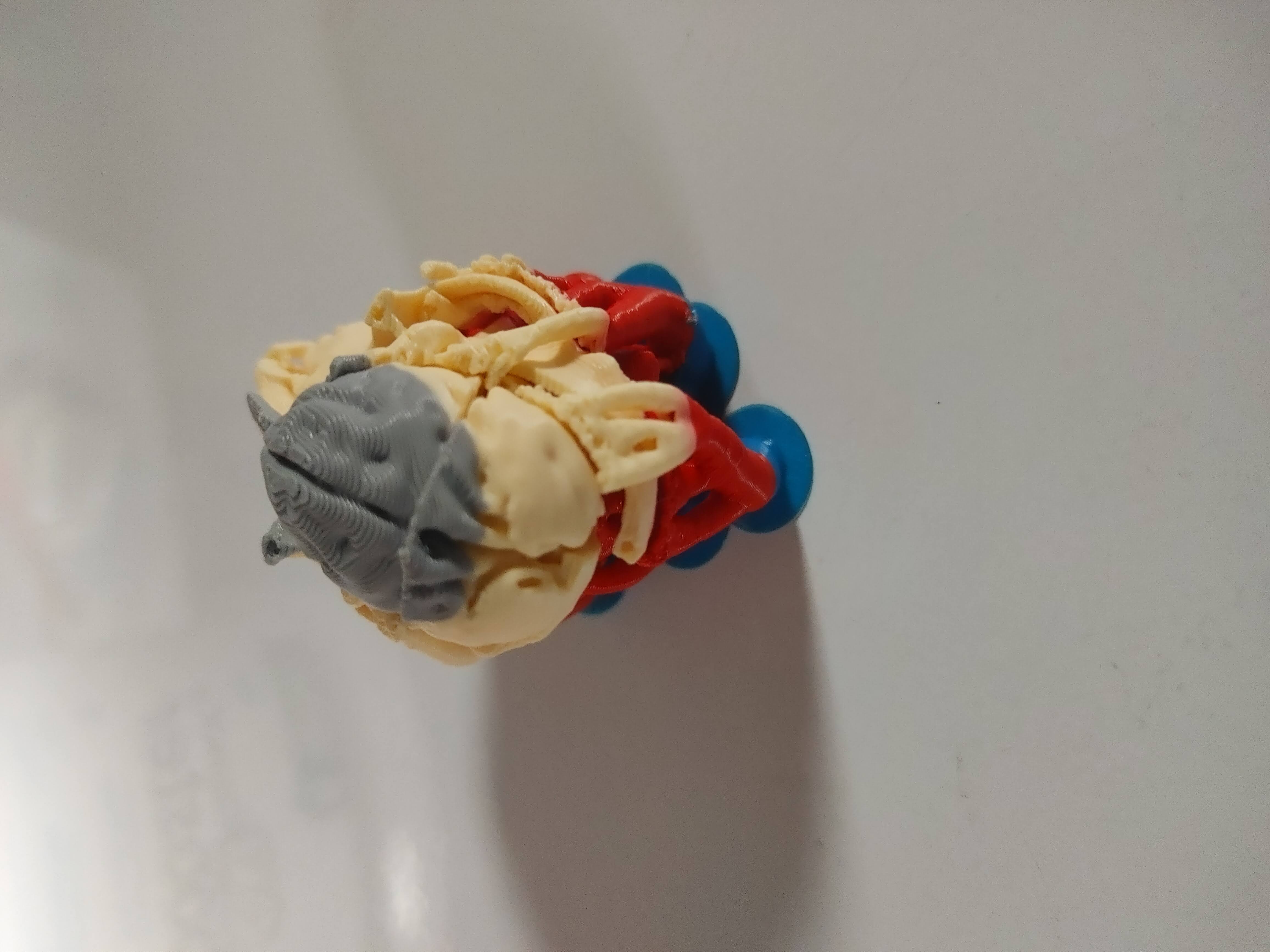 Cordyceps Infused Chilled Monkey Brains by sv0o | Download free STL ...