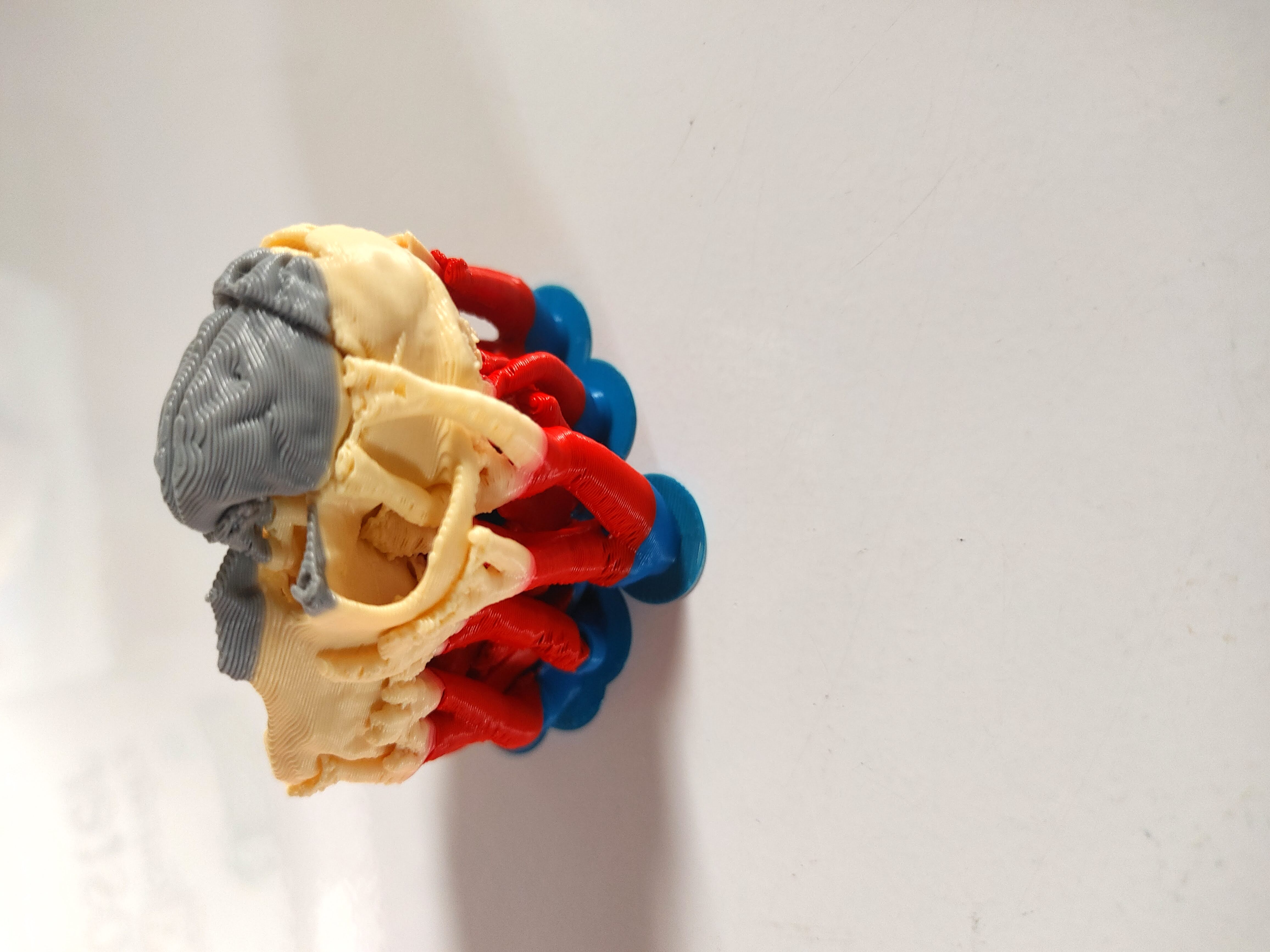 Cordyceps Infused Chilled Monkey Brains by sv0o | Download free STL ...