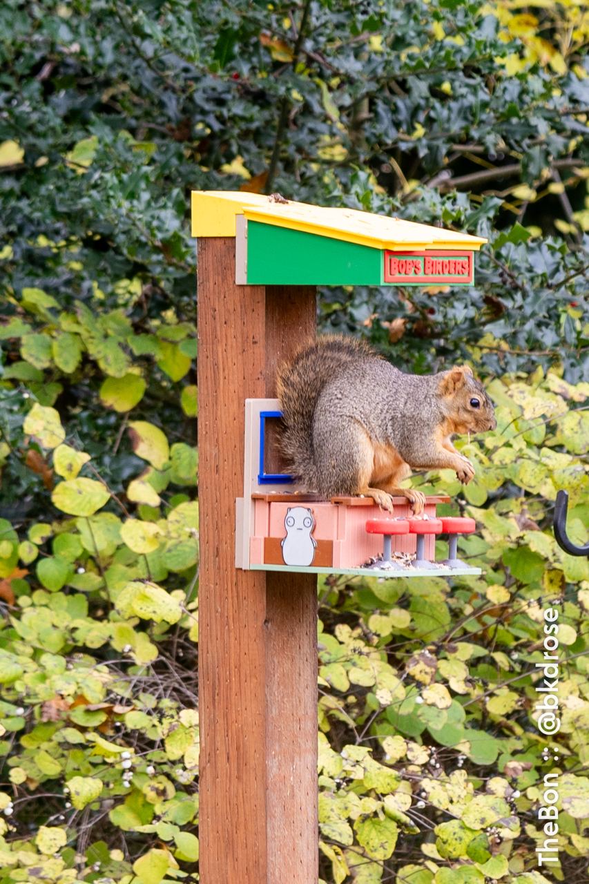 Bob's Birders (Bird and Squirrel Feeder) by dereksrose | Download free ...