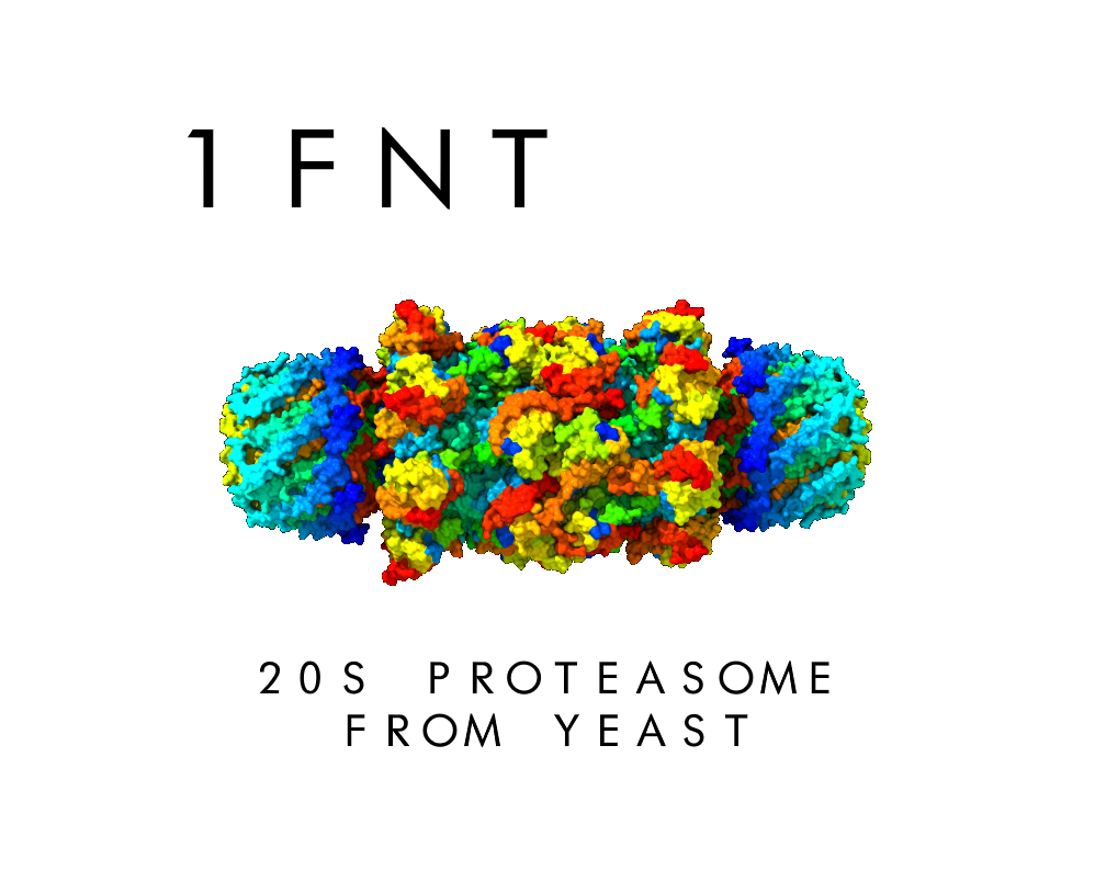 Protein Structure 1FNT: 20S Proteasome from Yeast by SteveW91 ...