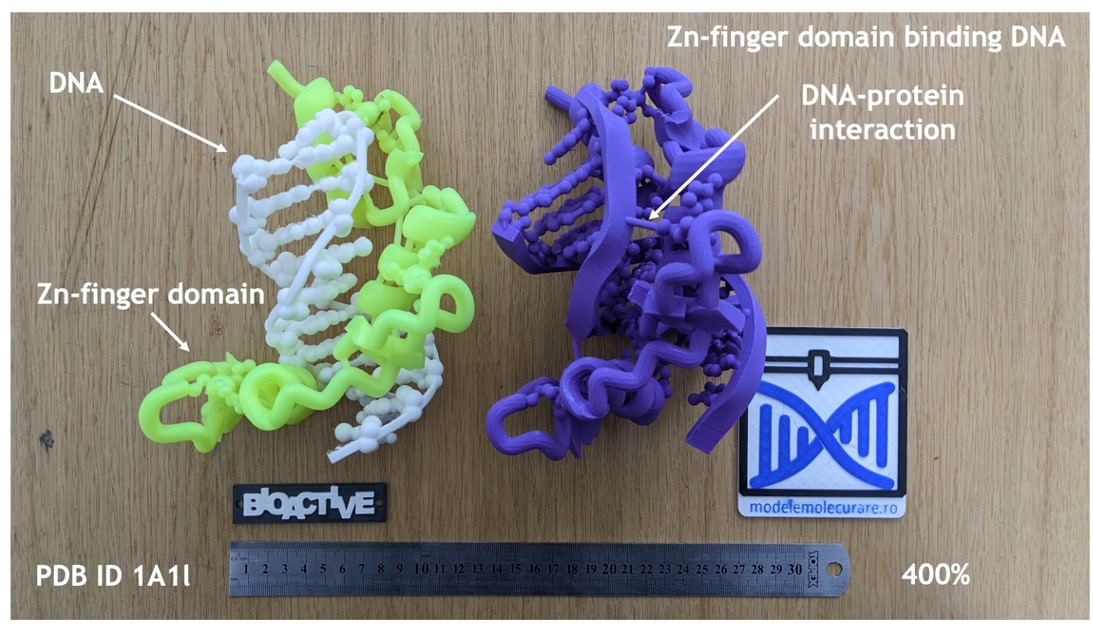 Physical models for teaching DNA structure and DNA-protein interactions ...