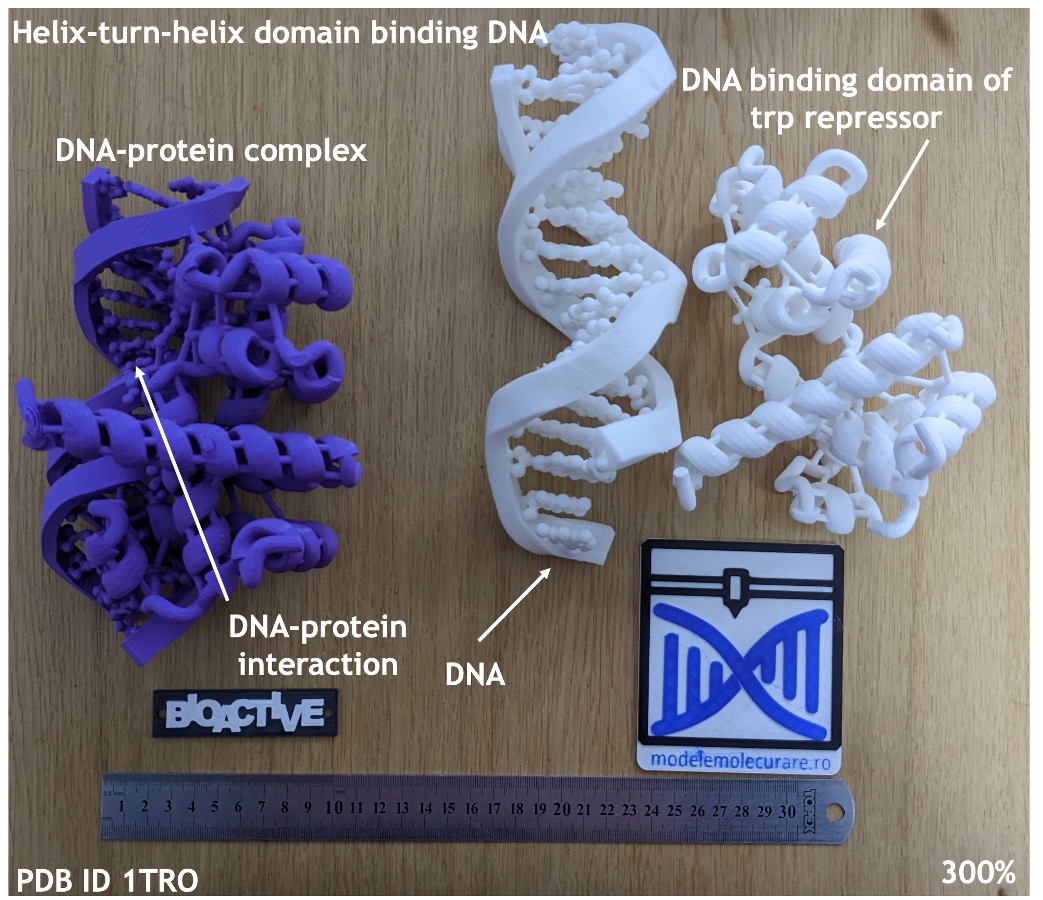 Physical models for teaching DNA structure and DNA-protein interactions ...