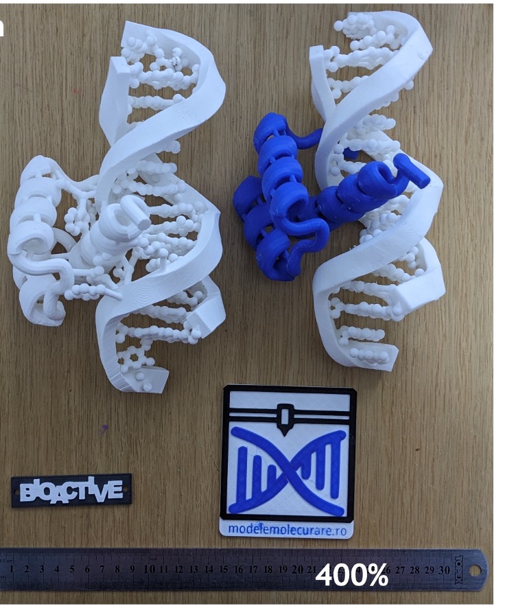 Physical models for teaching DNA structure and DNA-protein interactions ...