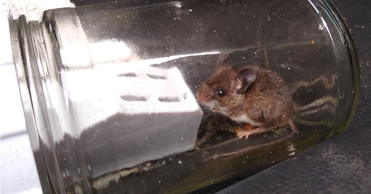 Mason Jar Mouse Trap by LoboCNC | Download free STL model | Printables.com