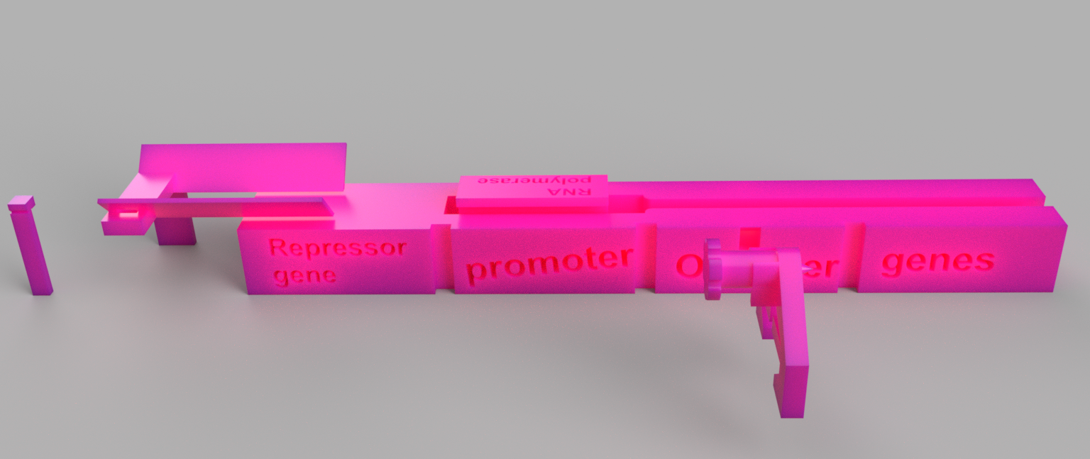 DNA transcription by Delta Protogen | Download free STL model ...