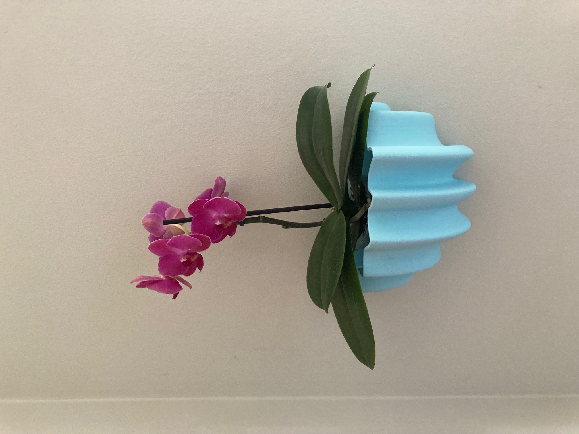 Shell-like Wall Planter by Connor Jones | Download free STL model ...