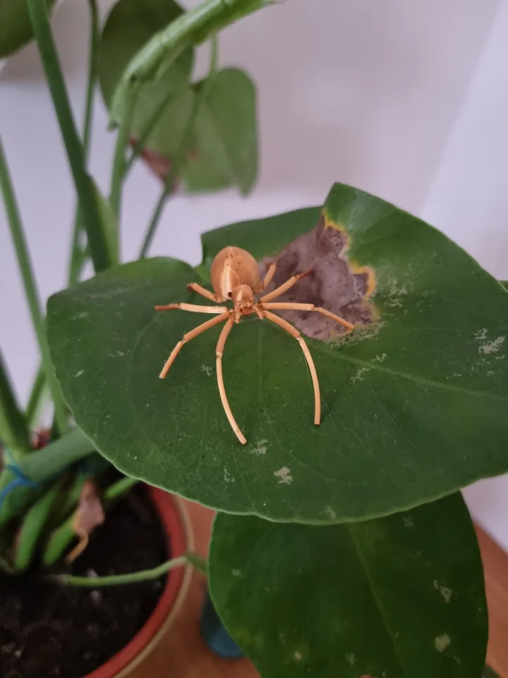 Flexi Spider by Tortel3D | Download free STL model | Printables.com