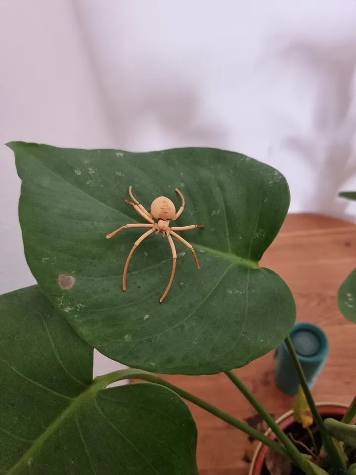 Flexi Spider by Tortel3D | Download free STL model | Printables.com