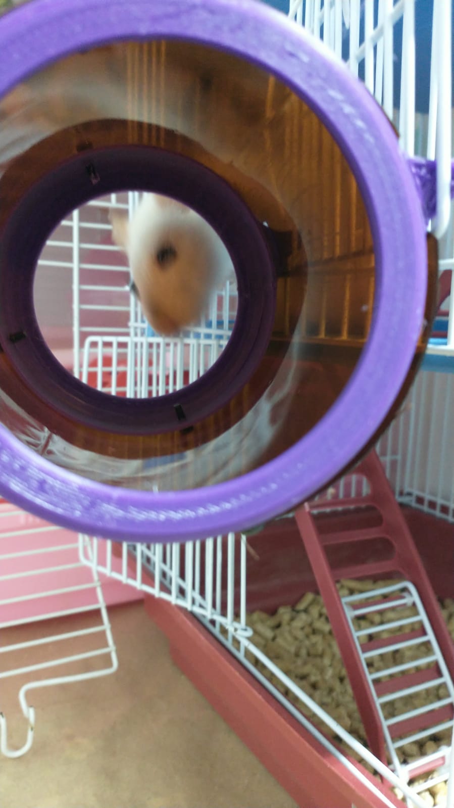 Mouse and hamster house by ZanaModels3D | Download free STL model ...