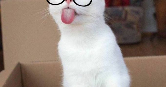Brick Compatible Internet Cat by KN16 | Download free STL model ...