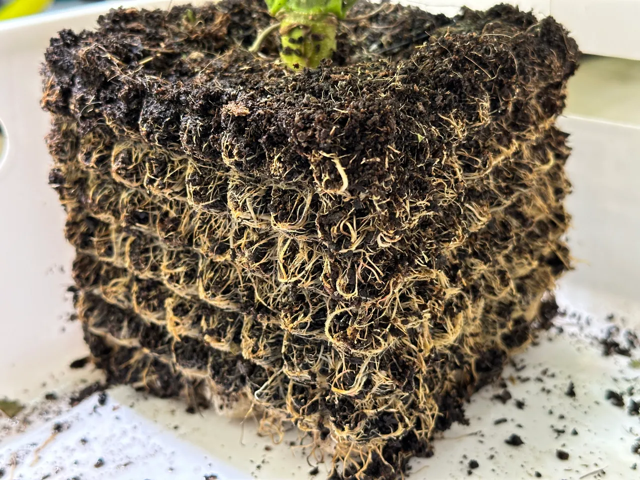 Massive Root Growth Air Pruning Pot by CodeName X | Download free STL ...