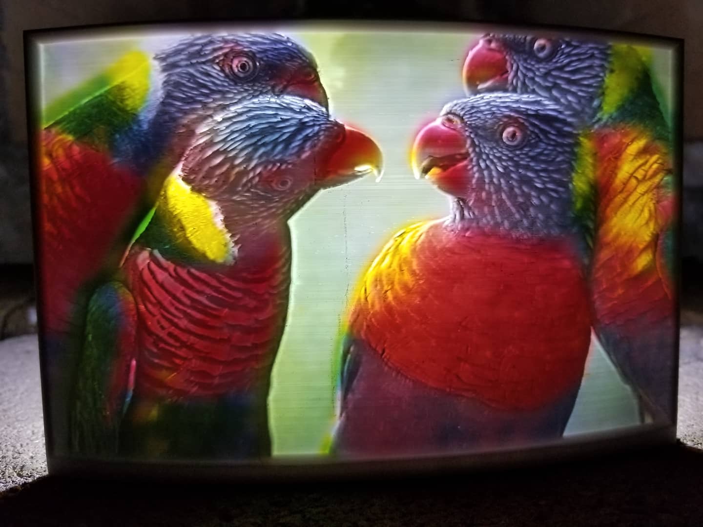 Rainbow Lorikeet Color Lithophane by RMECU311 | Download free STL model ...