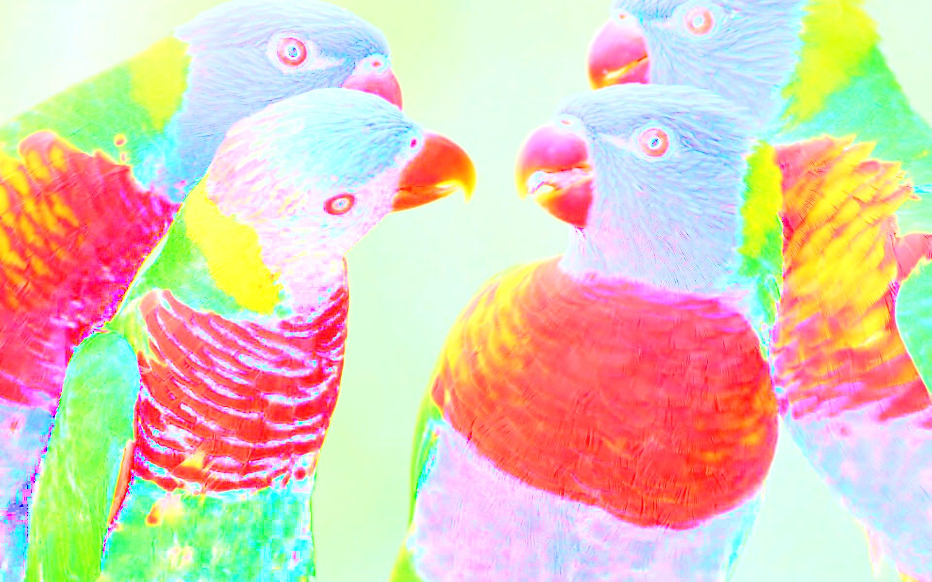 Rainbow Lorikeet Color Lithophane by RMECU311 | Download free STL model | Printables.com
