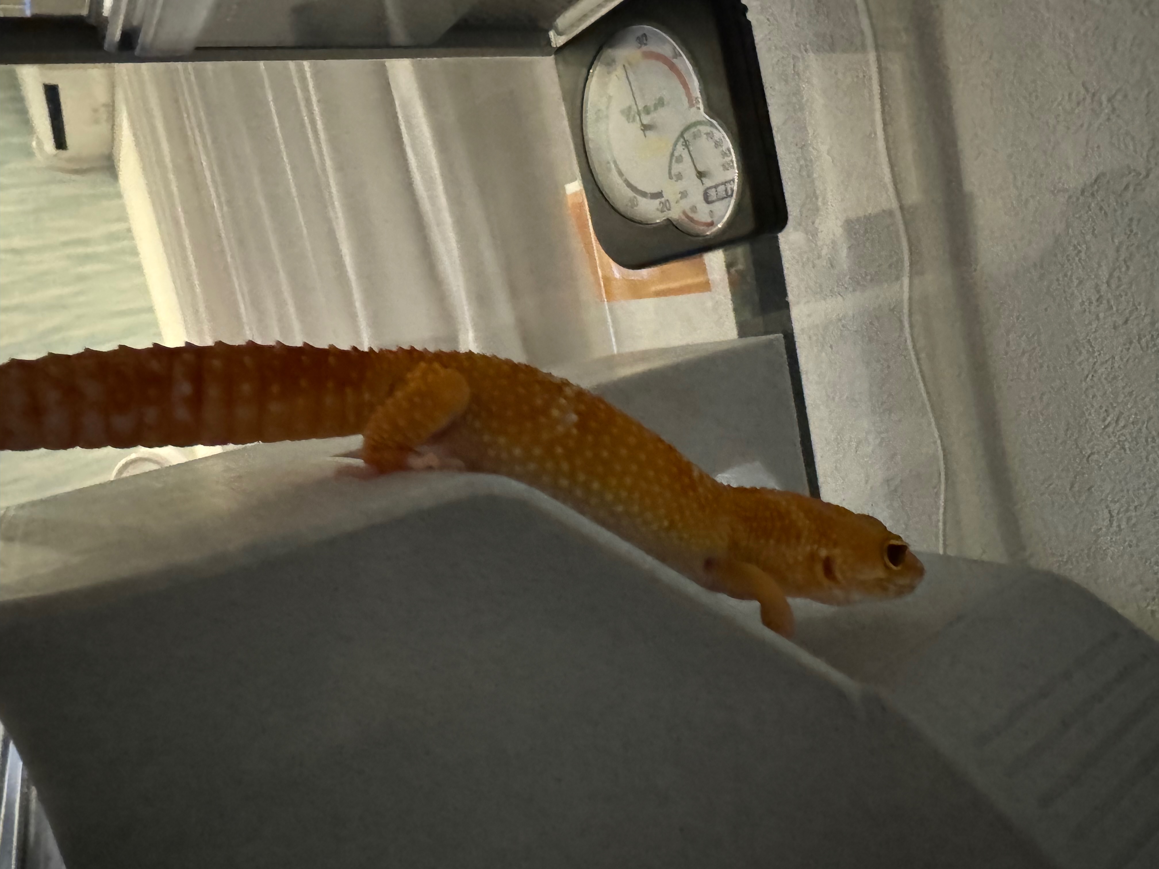 Leopard Gecko House (Designed to fit in GEX EXOTERRA 400Slim Cage) par ...