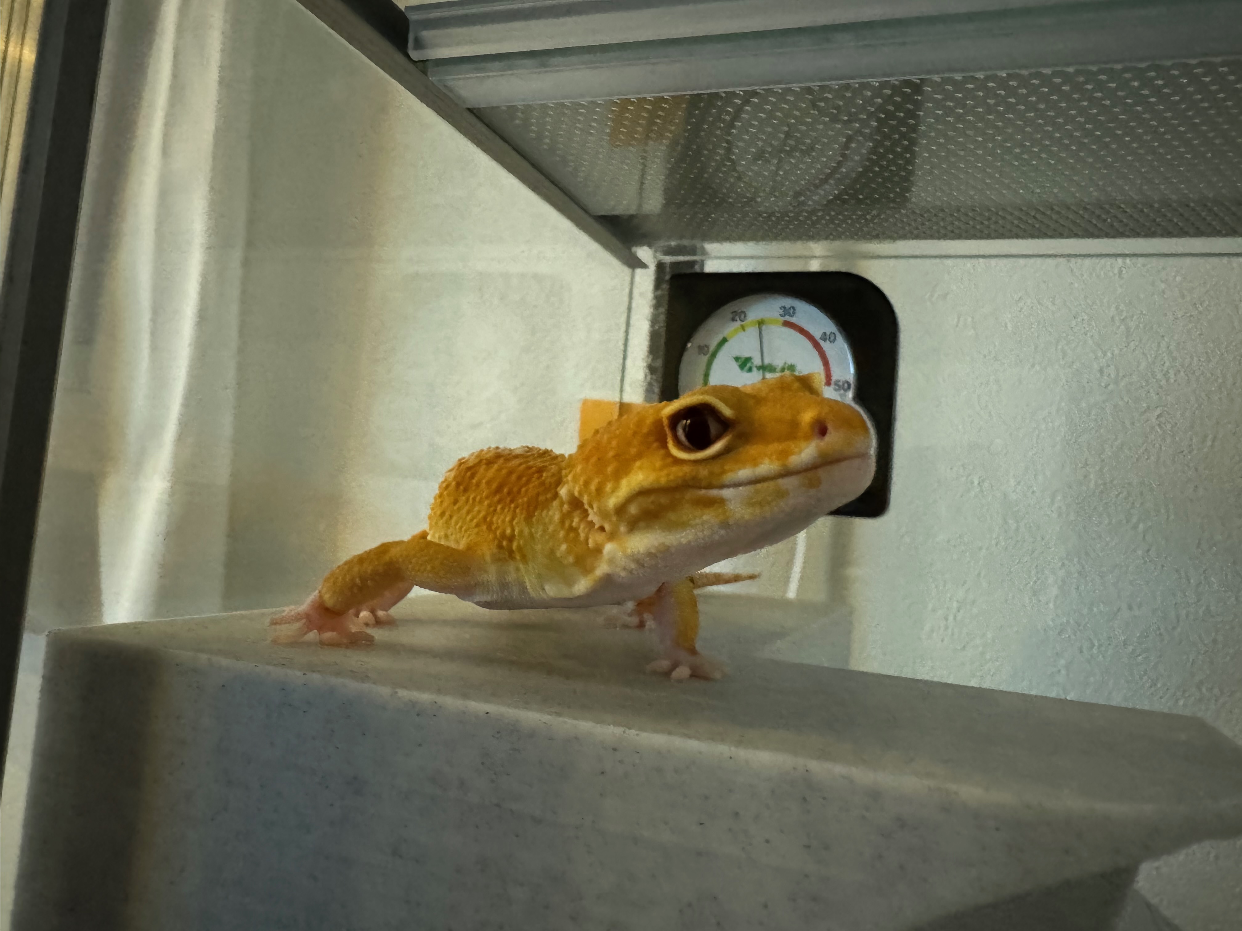 Leopard Gecko House (Designed to fit in GEX EXOTERRA 400Slim Cage) par ...