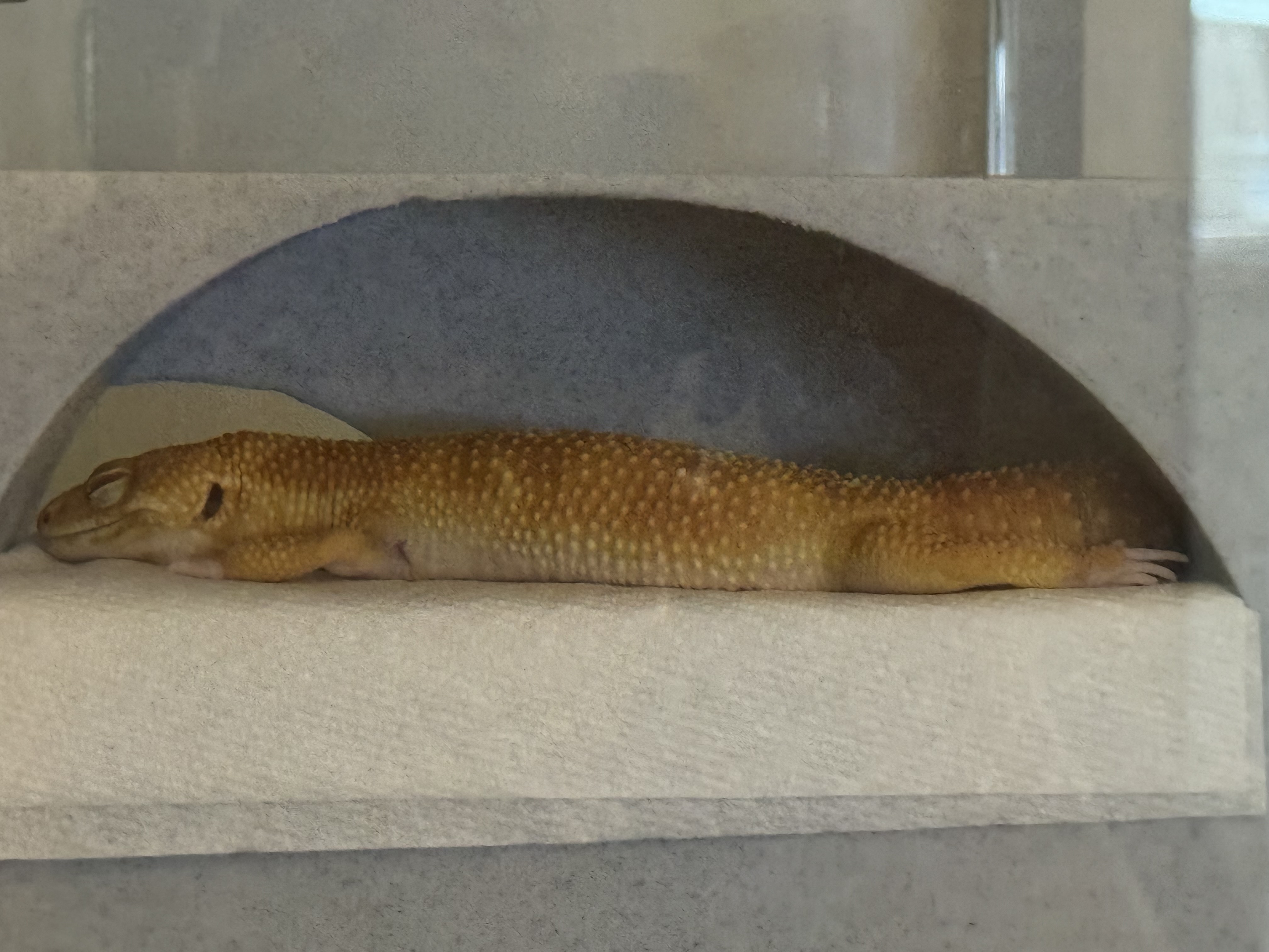 Leopard Gecko House (Designed to fit in GEX EXOTERRA 400Slim Cage) par ...