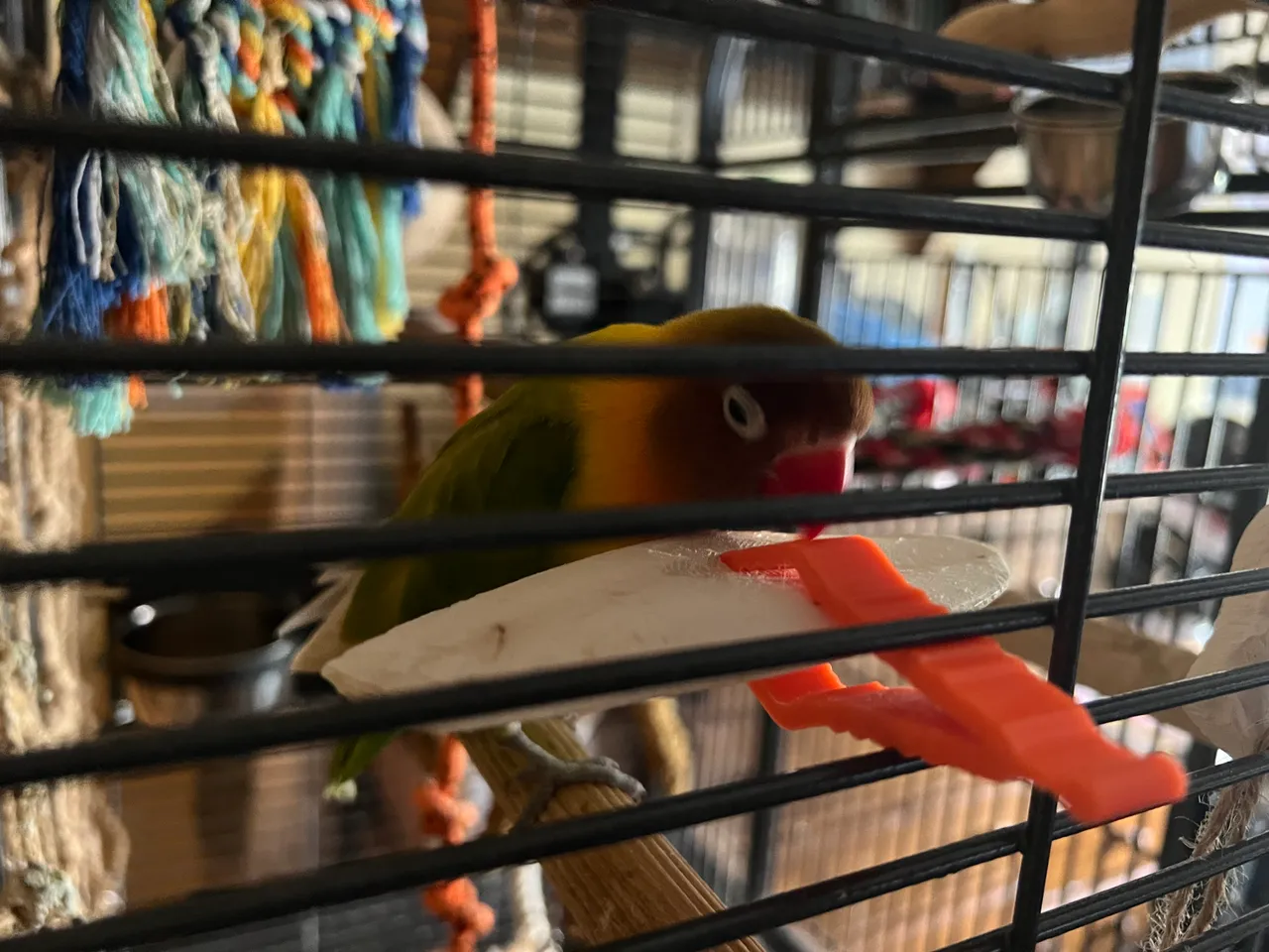 Cuttlebone Holder for Bird Cages by paururo | Download free STL model ...